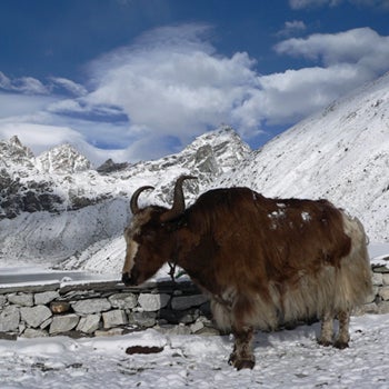Yak It Up: Yak Skiing | SKI