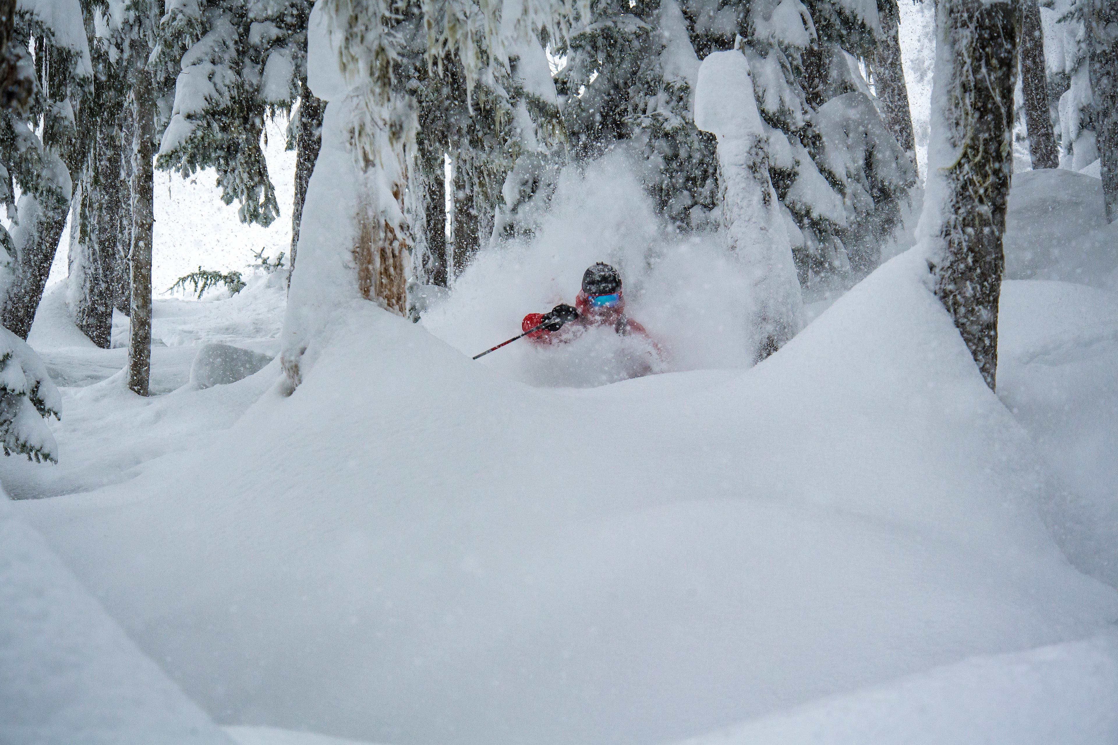 powder tree skiing