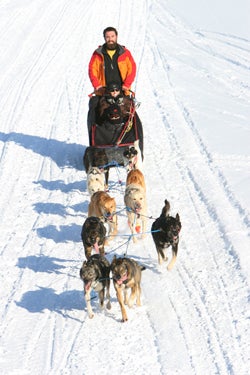 Dog Sledding at Boyne