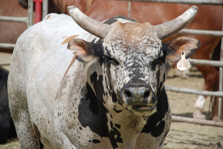 Five Bad-Ass Things to do in June