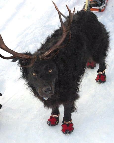 Powder Hound Photo Contest