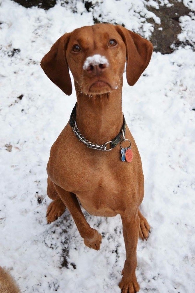 Powder Hound Photo Contest