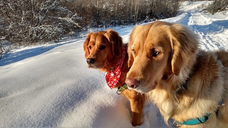 Powder Hound Photo Contest