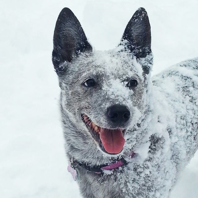 Powder Hound Photo Contest