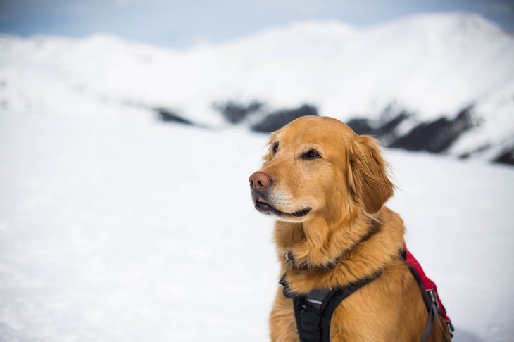 A Day in the Life of an Avalanche Rescue Dog