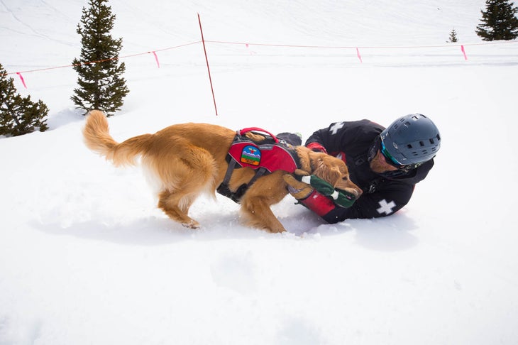 A Day in the Life of an Avalanche Rescue Dog
