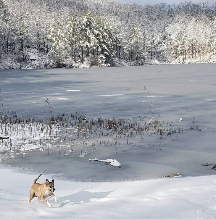 SKI's Favorite Dog-Friendly Ski-Town Hotels SKI