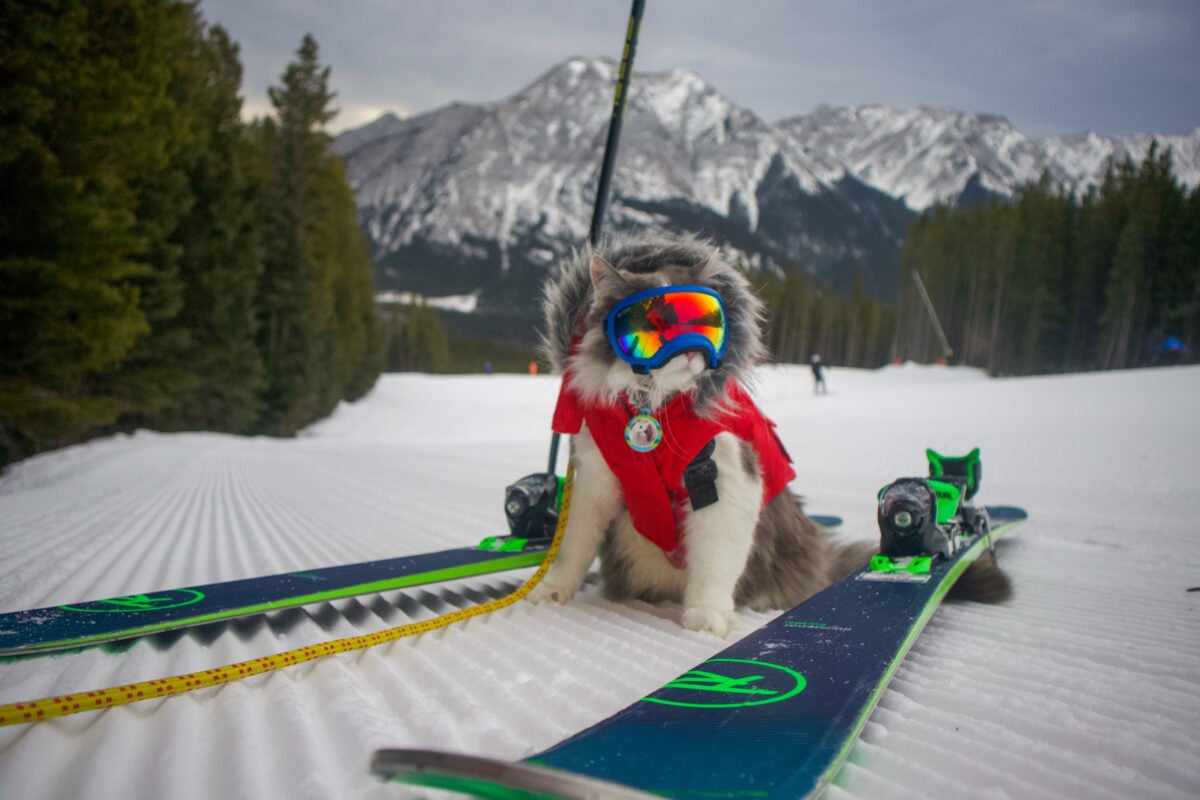 When We Say Cat Skiing, We Actually Mean Cats... Skiing | SKI