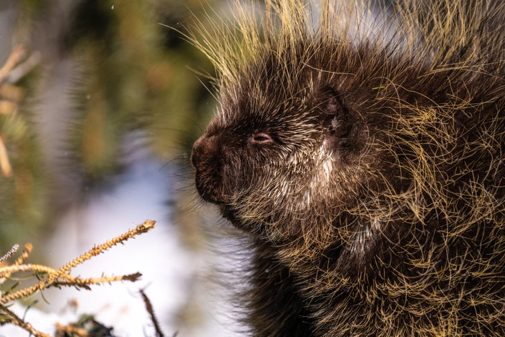 My First Time: Alta | SKI