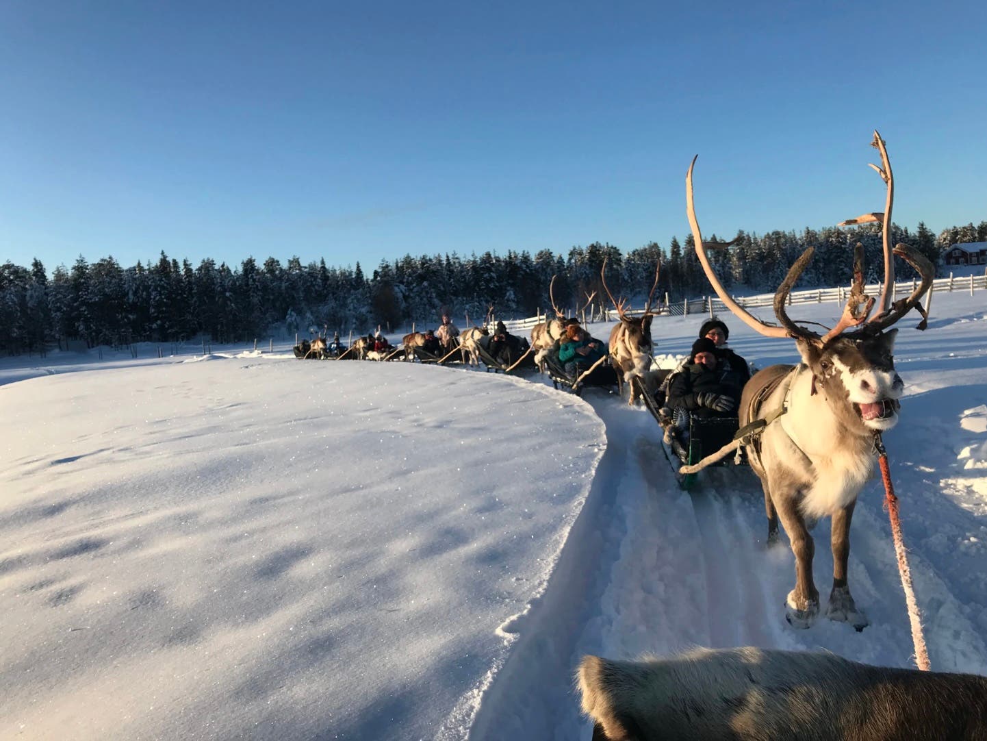 Meet Mikaela Shiffrin's Reindeer at This Finnish Lapland Farm | SKI