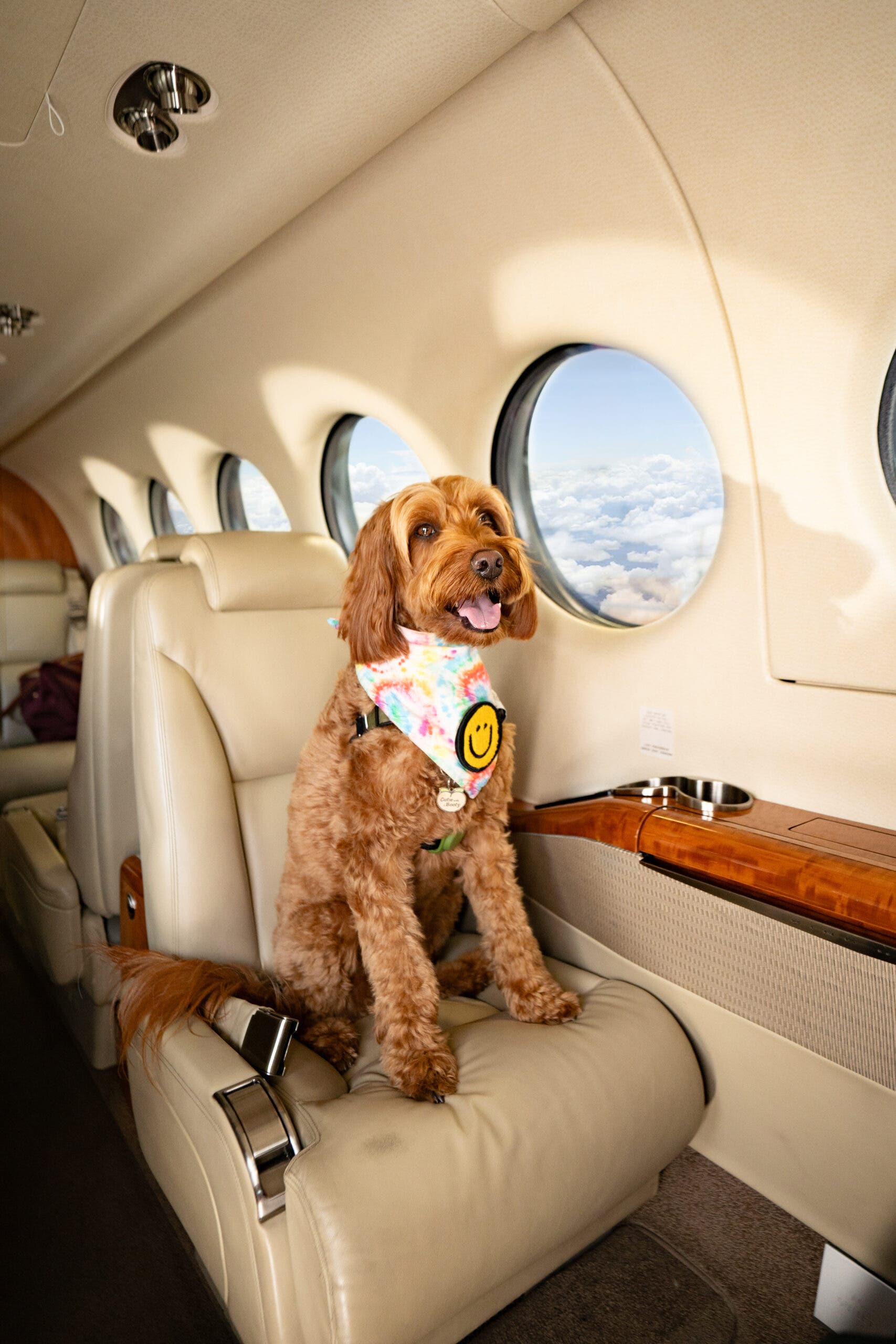 How to Bring Your Dog (Even a Big One) On This Year’s Ski Trip